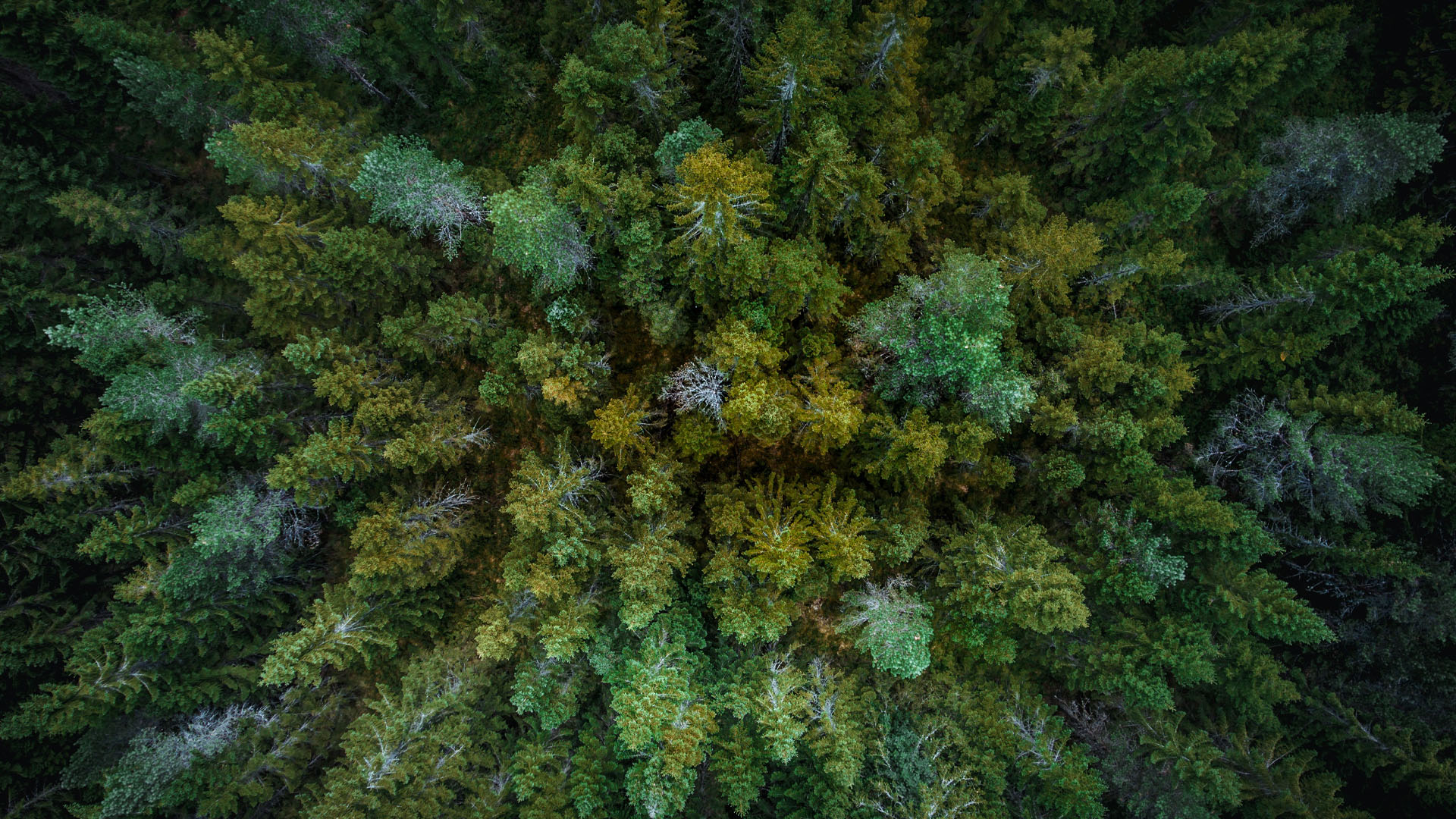 Forest Overview The State Of The World's Forests 2024: Forest Sector