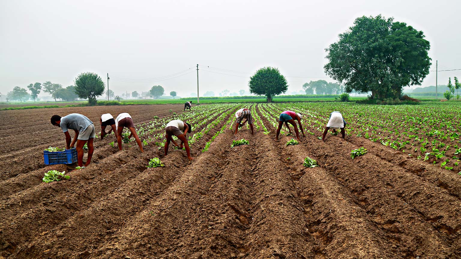 ACRE | Agriculture | McKinsey & Company