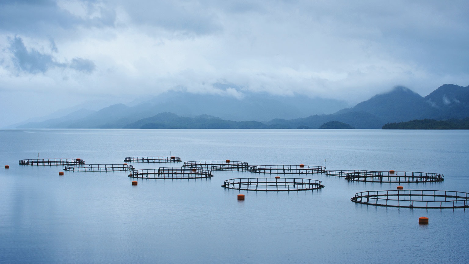 Advanced analytics in shrimp aquaculture | McKinsey