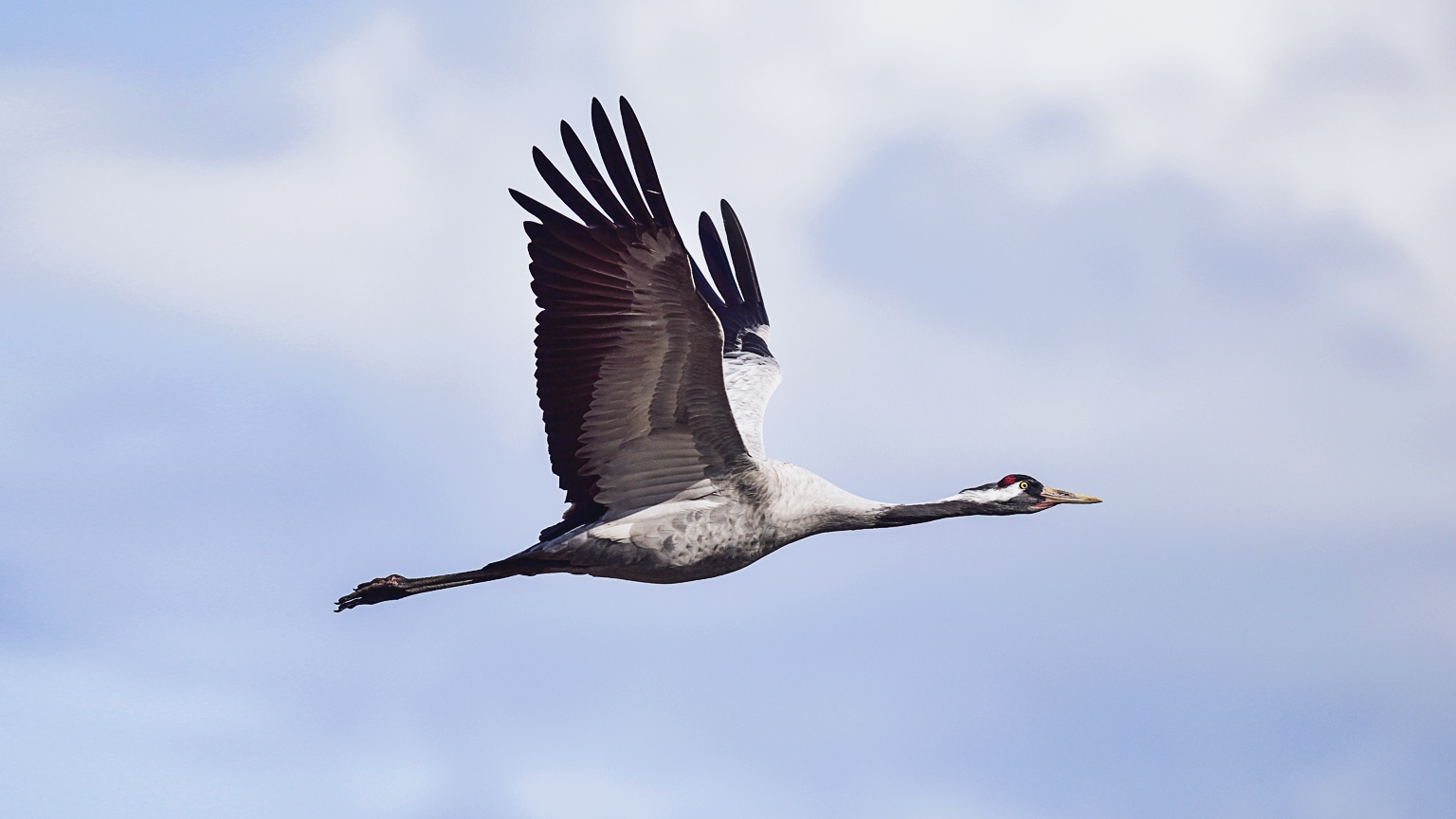 Winning practices for agile in advanced industry