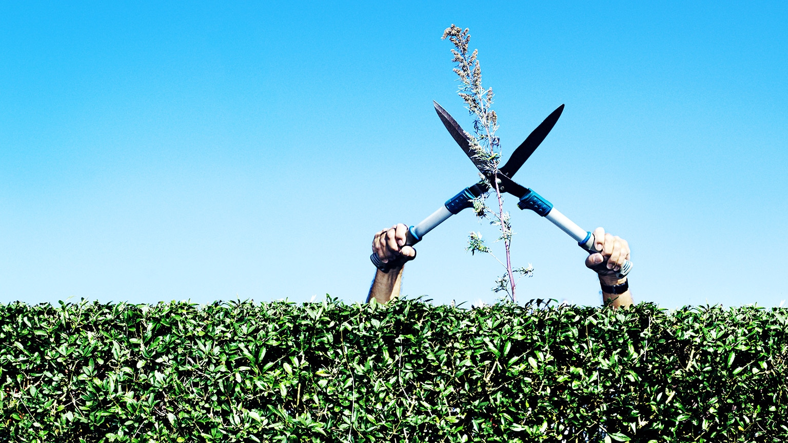 The growth code: Shrink before you grow