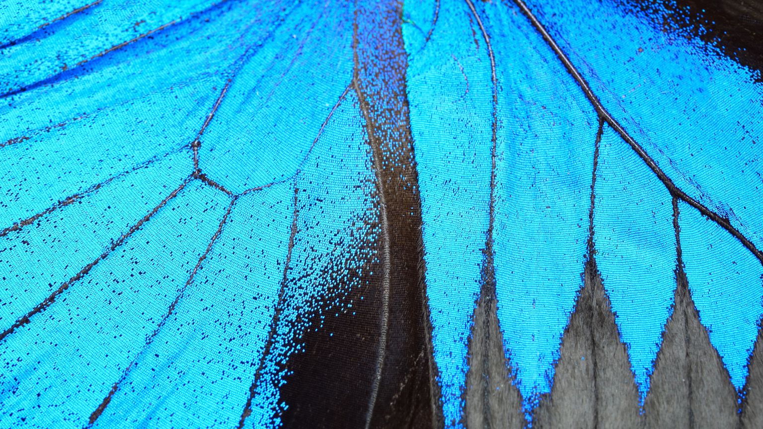 Explaining the rise of nature-related commitments