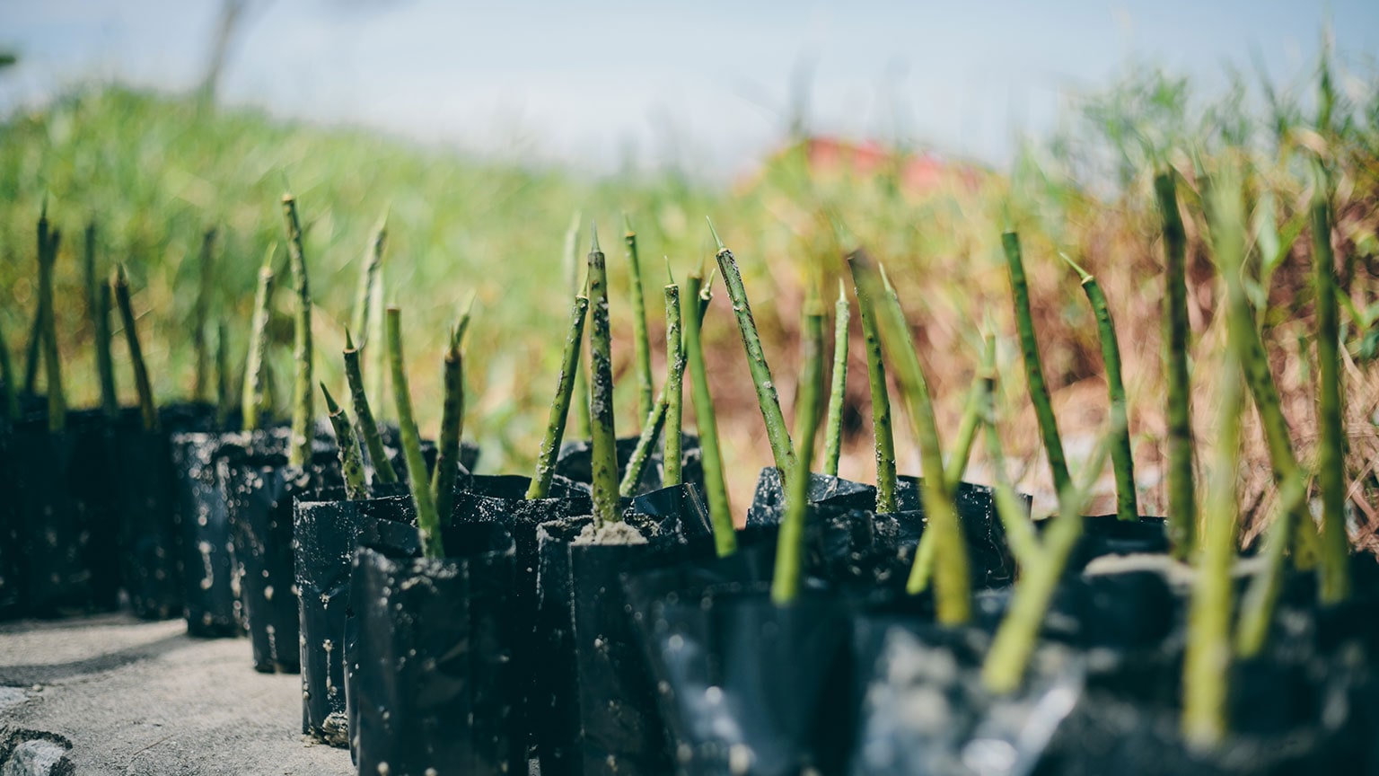 Negative-emissions solutions: How they work and what businesses can gain