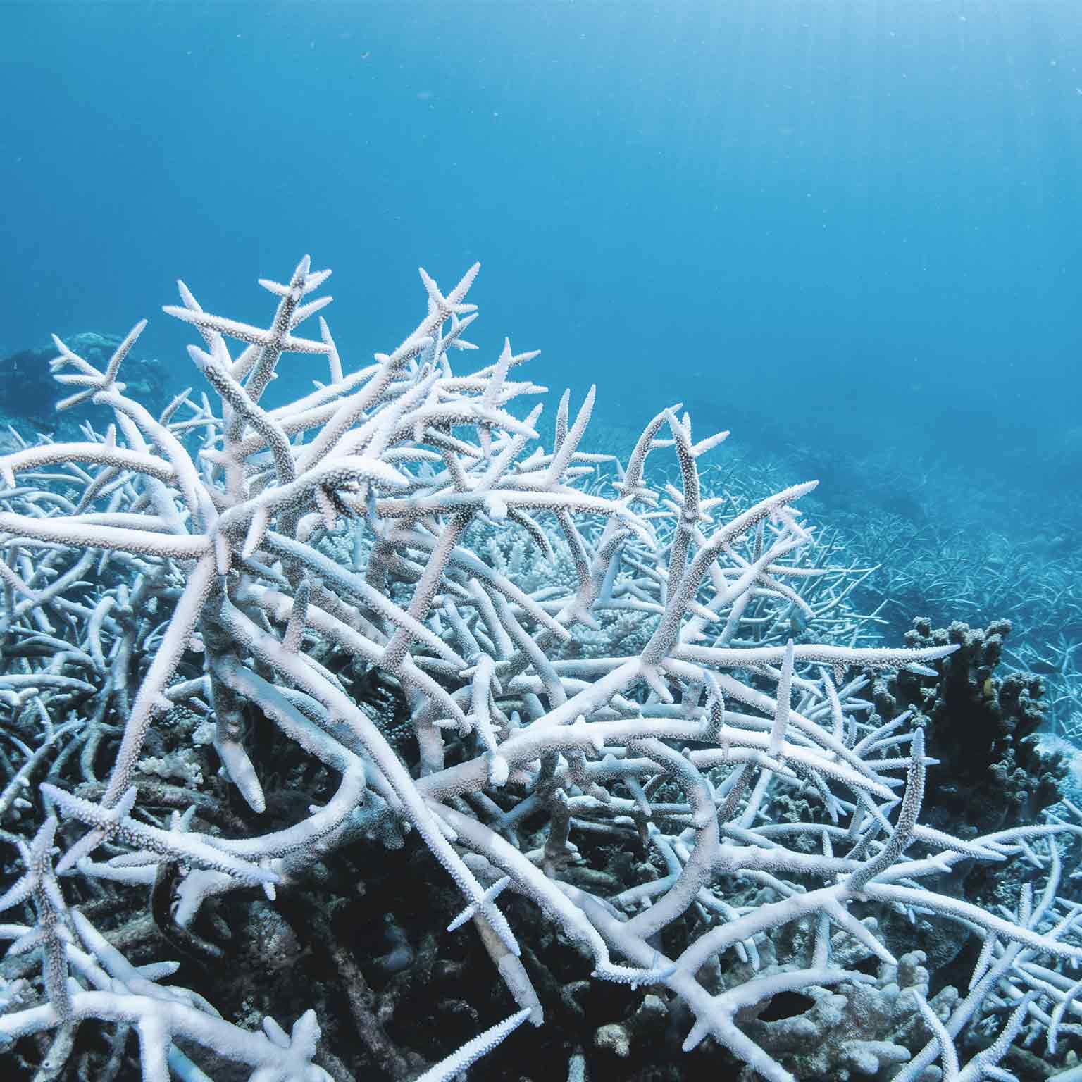 The Future of Climate Risk | McKinsey & Company