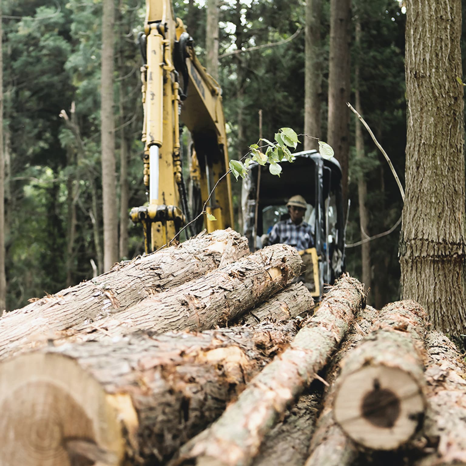 Data: The next wave in forestry productivity | McKinsey